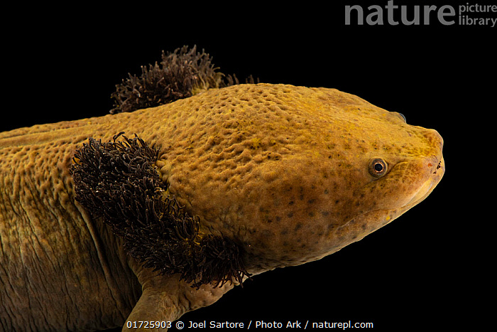 Stock photo of Lake Patzcuaro salamander (Ambystoma dumerilii) head ...