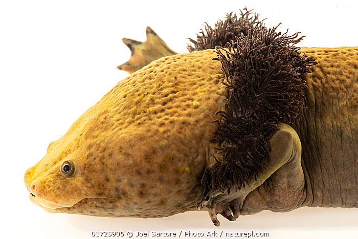 Stock photo of Lake Patzcuaro salamander (Ambystoma dumerilii) head ...