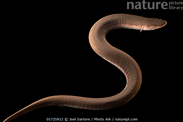 Stock photo of Two-toed amphiuma (Amphiuma means) portrait, North ...