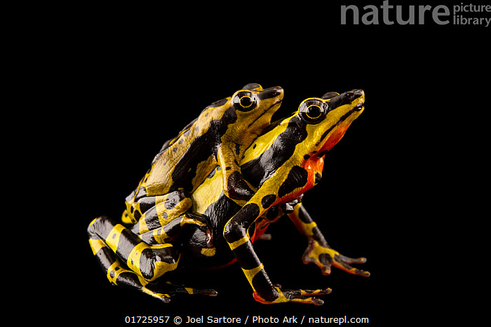 Stock photo of Limon harlequin toads (Atelopus sp. nov) pair in ...