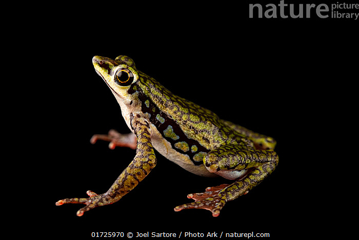 Stock photo of Coyne's harlequin frog (Atelopus coynei) portrait ...