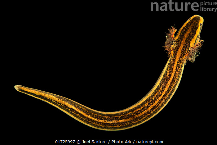 Stock photo of Fort Stewart dwarf siren (Pseudobranchus striatus ...