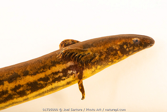 Stock photo of Broad-striped dwarf siren (Pseudobranchus striatus ...