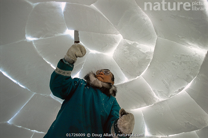 Stock photo of Inuit man building igloo using saw, Admiralty Inlet ...