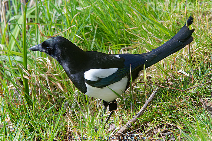 Stock photo of Magpie (Pica pica) standing in grass, RSPB Ham Wall ...