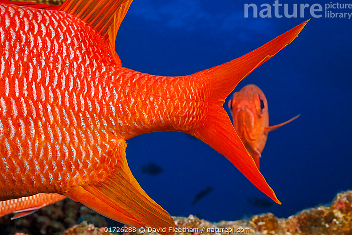 Stock photo of Tail of Redfin soldierfish (Myripristis amaena) as it ...