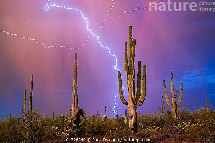 Stock photo of Saguaro cacti (Carnegiea gigantea) in desert with ...