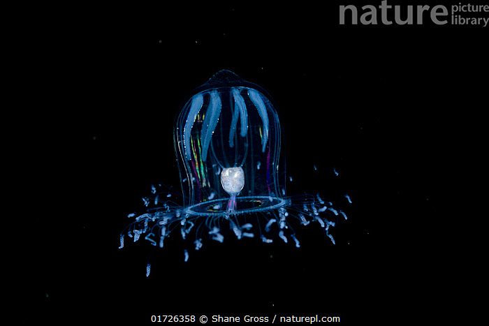 Stock photo of Pink helmet jellyfish (Aglantha digitale) jellyfish ...