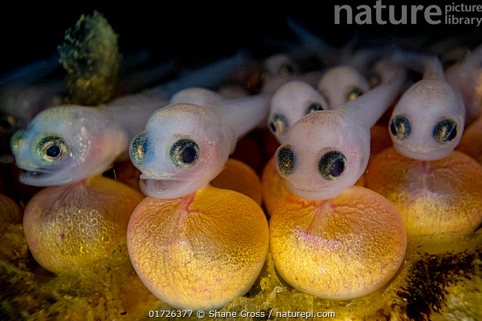 Stock photo of Plainfin midshipman (Porichthys notatus) fish fry still ...