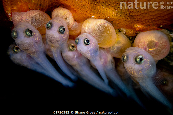 Stock photo of Plainfin midshipman (Porichthys notatus) fish fry still ...
