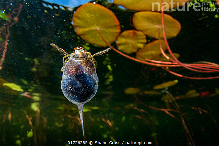 Stock photo of Western toad (Anaxyrus boreas) tadpole being attacked by ...