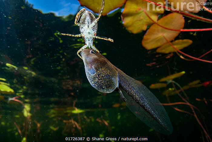 Stock photo of Western toad (Anaxyrus boreas) tadpole being attacked by ...