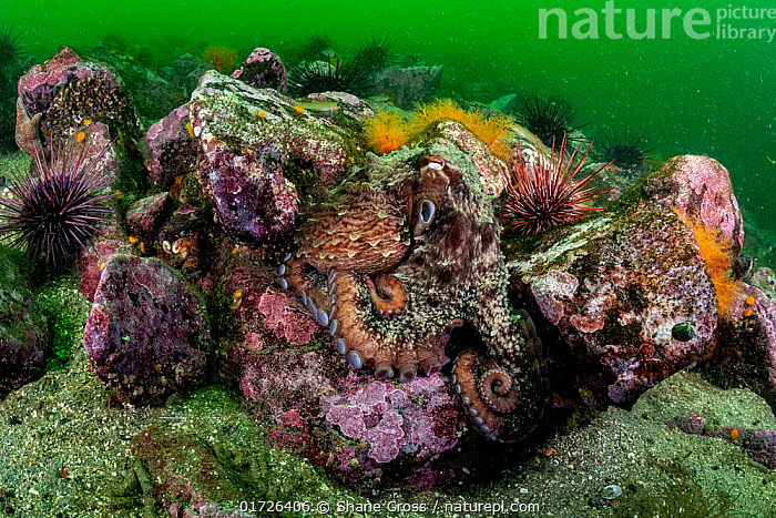 Stock photo of RF - Giant Pacific octopus (Enteroctopus dofleini ...