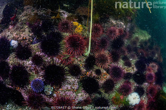 Stock photo of Purple sea urchins (Strongylocentrotus purpuratus) and ...