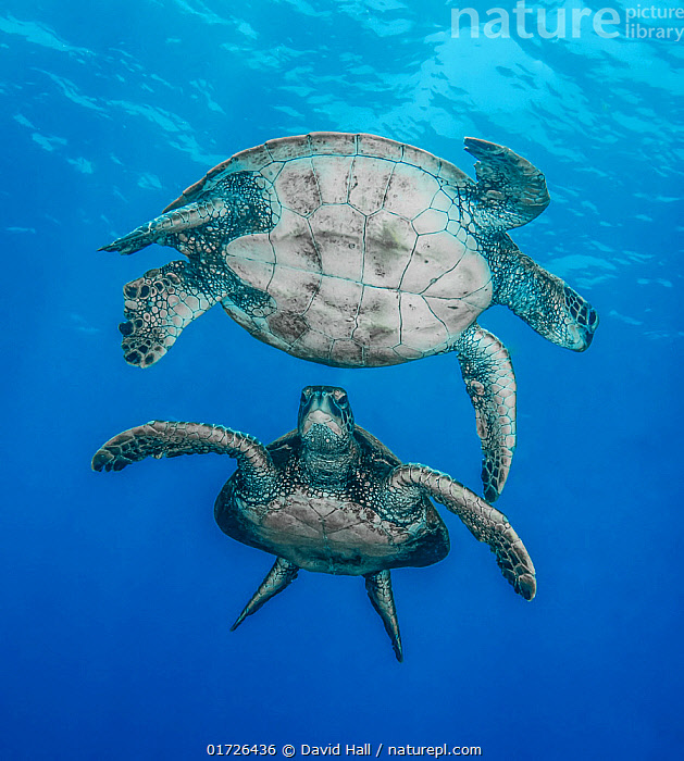 Stock photo of RF - Two Green sea turtles (Chelonia mydas) waiting ...
