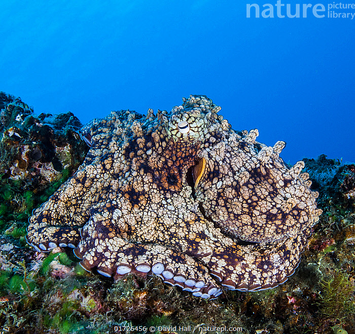Stock photo of California two-spot octopus (Octopus bimaculoides ...