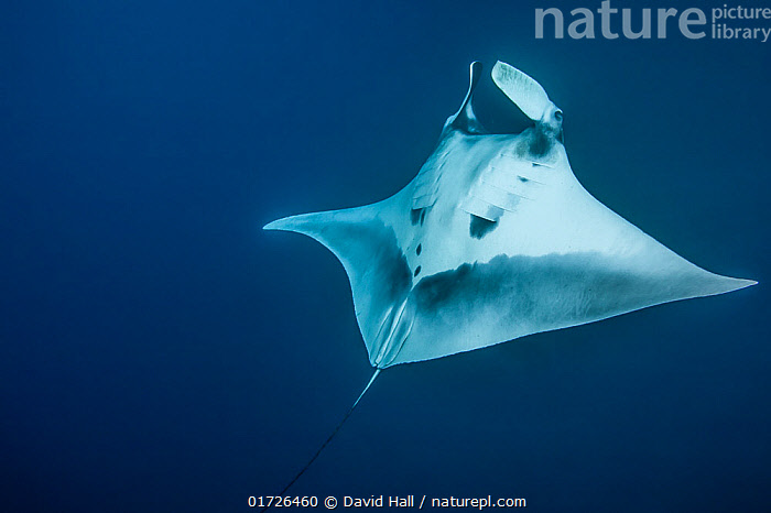 Stock photo of Giant oceanic manta ray (Mobula birostris) somersaulting ...