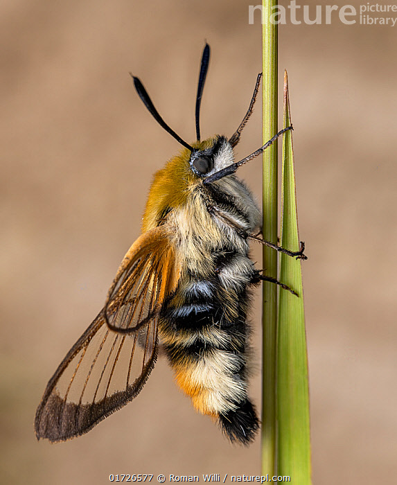 Stock photo of Narrow-bordered bee hawk-moth (Hemaris tityus) resting ...