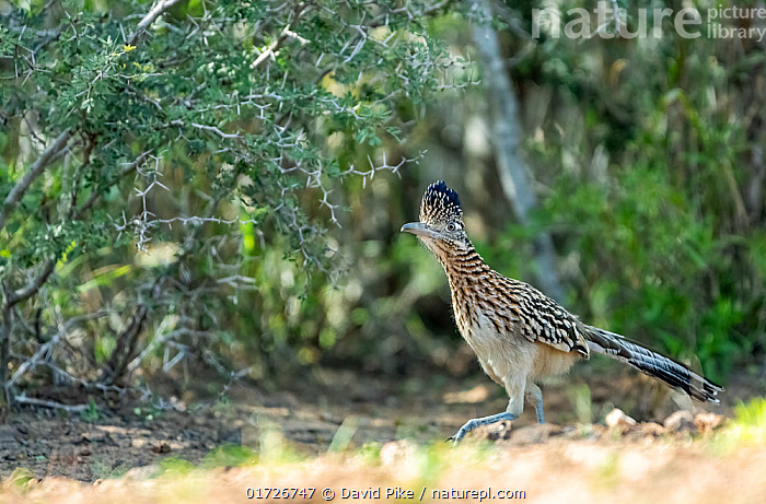 Stock photo of Greater roadrunner (Geococcyx californianus) walking ...