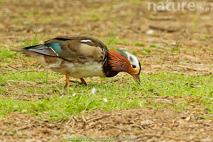 Stock photo of Mandarin duck (Aix galericulata) drake, moulting into ...