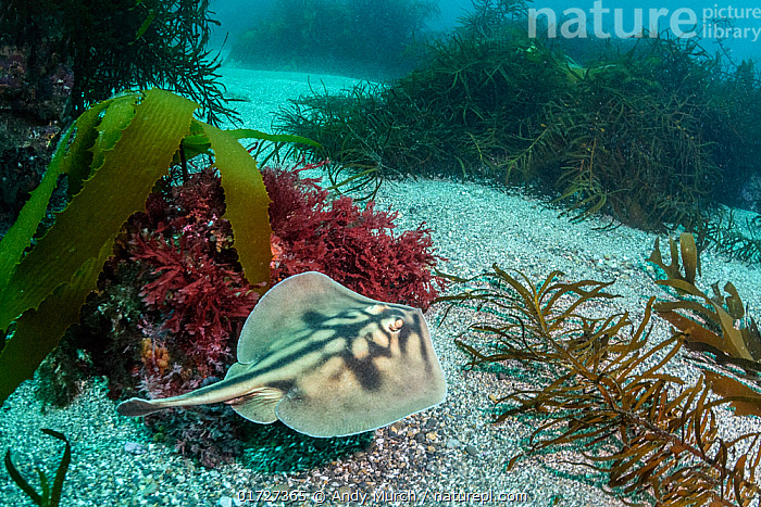 Stock photo of Banded stingaree (Urolophus cruciatus) swimming over ...