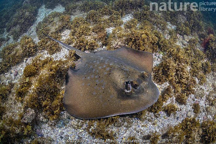Stock photo of Coral Sea maskray (Neotrygon trigonoides) resting on ...