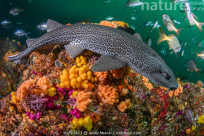 Stock photo of Leopard catshark (Poroderma pantherinum) - Indian Ocean ...