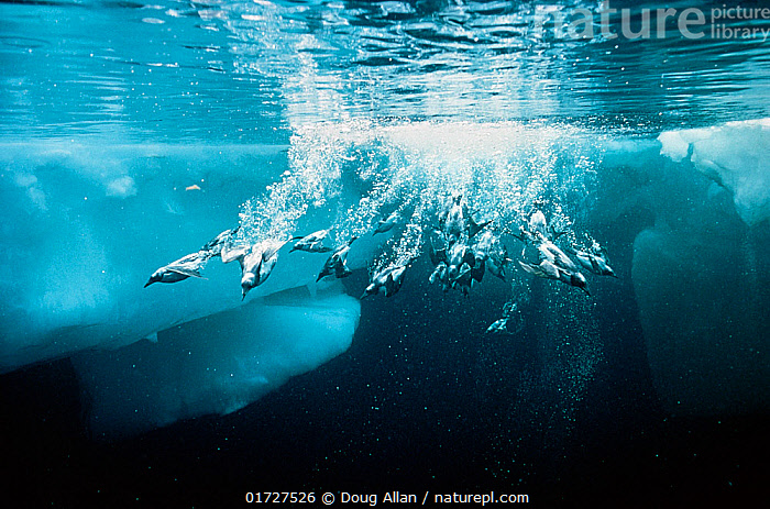 Arctic Ocean Underwater
