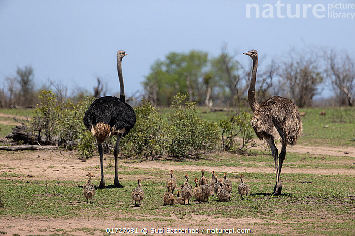 Stock photo of Ostrich (Struthio camelus) pair, with brood of chicks ...