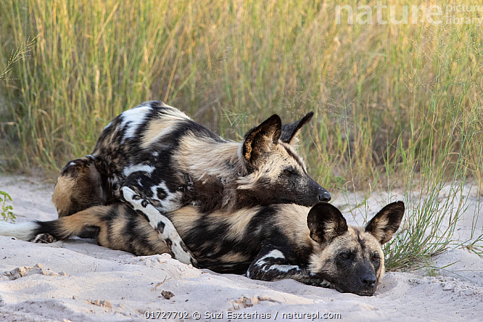 Stock photo of African wild dogs (Lycaon pictus) pair, mating, Jao ...