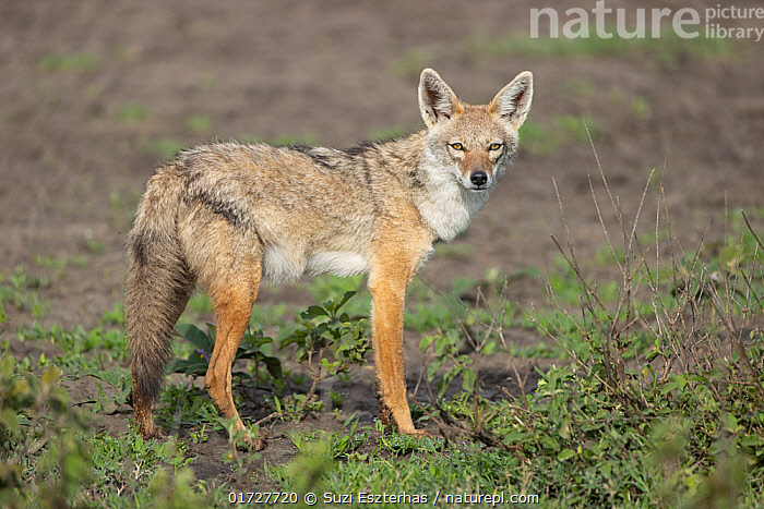 Stock photo of Golden jackal (Canis aureus) portrait, Ngorongoro ...