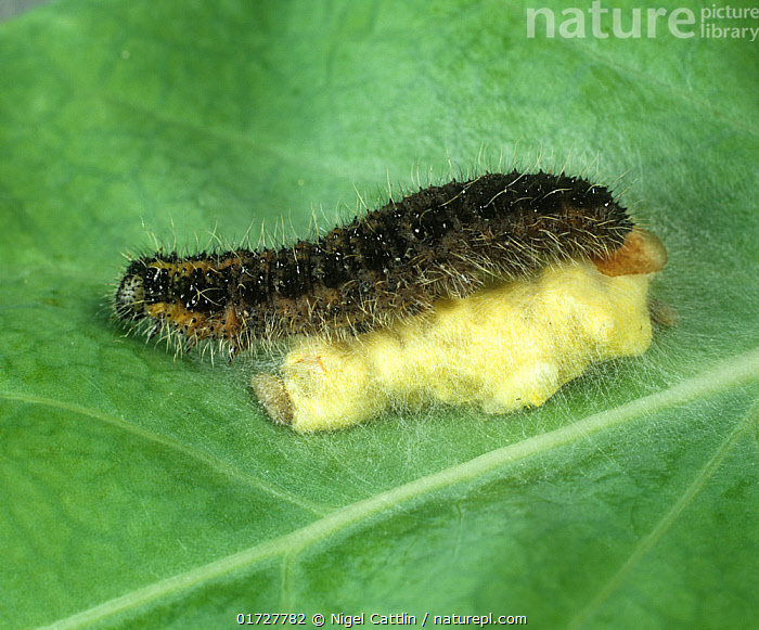 Stock photo of Parasitoid wasp (Cotesia glomerata) pupa cocoons from ...