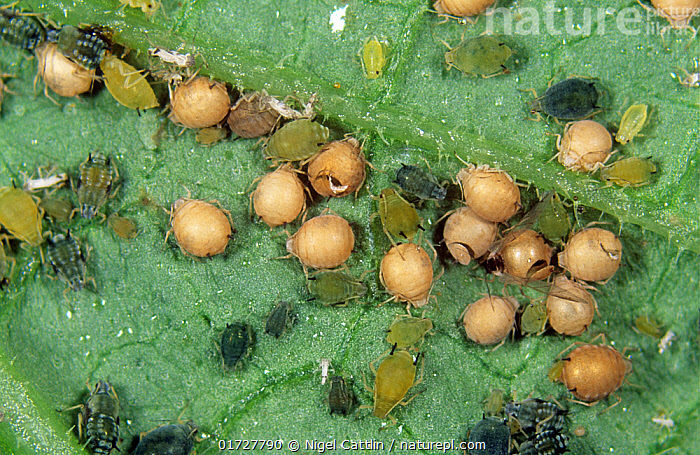 Stock photo of Cotton aphids (Aphis gossypii) with several parasitised ...
