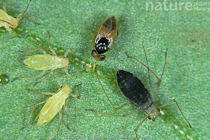 Stock photo of Parasitoid wasp (Aphelinus abdominalis) with healthy and ...