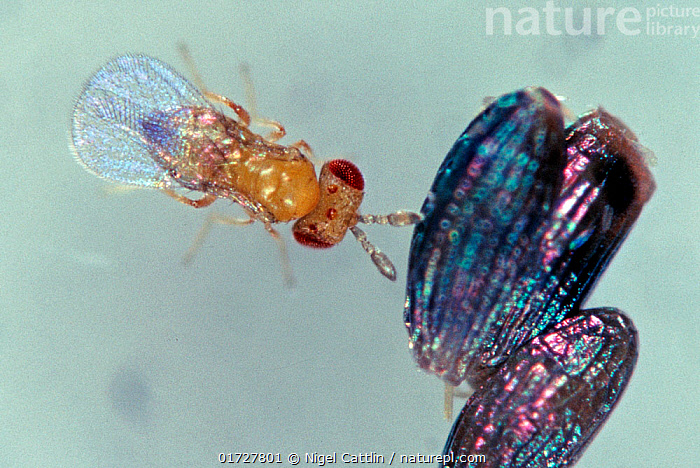Stock photo of Parasitoid wasp (Trichogramma sp.) a minute wasp used to ...