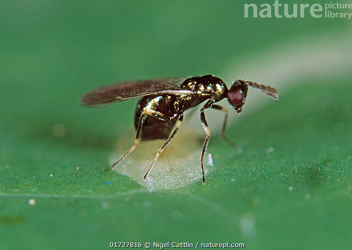 Stock photo of Parasitoid wasp (Diglyphus isaea) female, ovipositing in ...