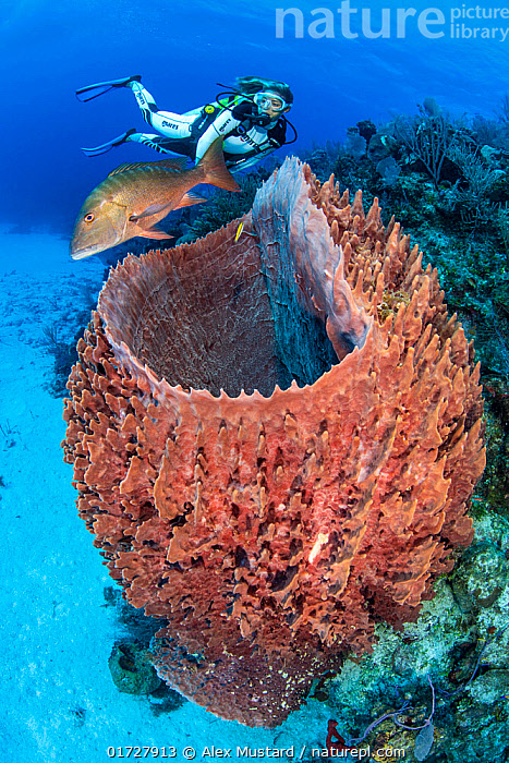 Stock photo of Scuba diver watching a large Mutton snapper (Lutjanus ...