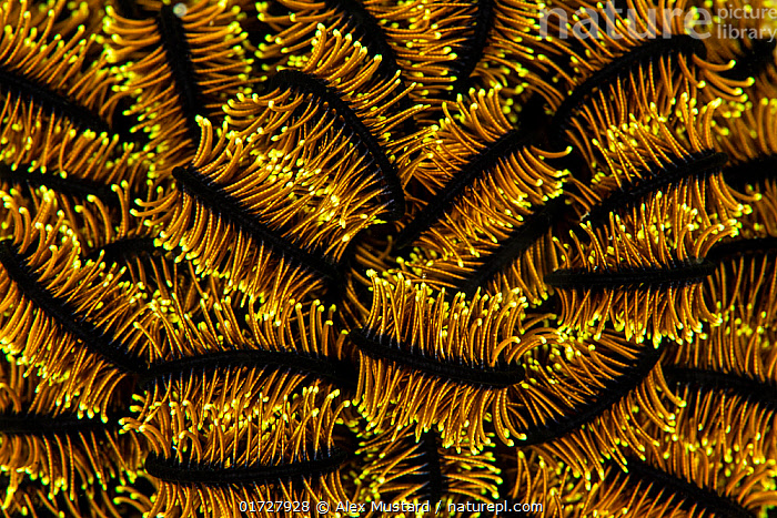 Stock photo of Crinoid feather star (Comaster sp.) arm detail, Bitung ...