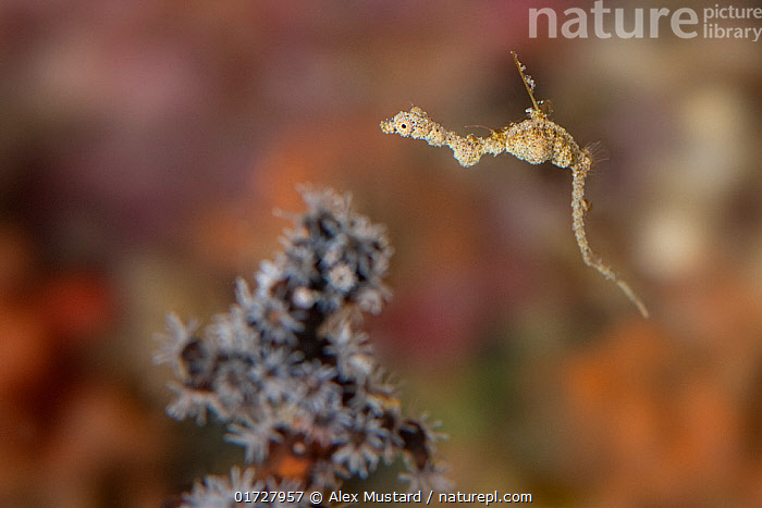 Stock photo of Pygmy pipe-dragon (Kyonemichthys rumengani) male ...