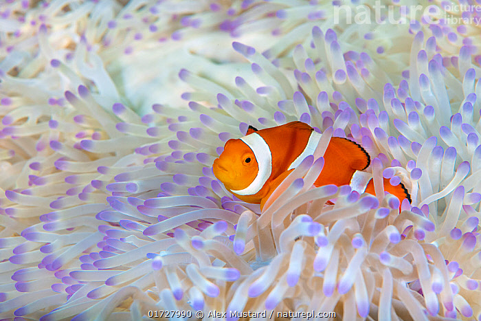 Stock photo of RF - False clownfish (Amphiprion ocellaris) swimming ...
