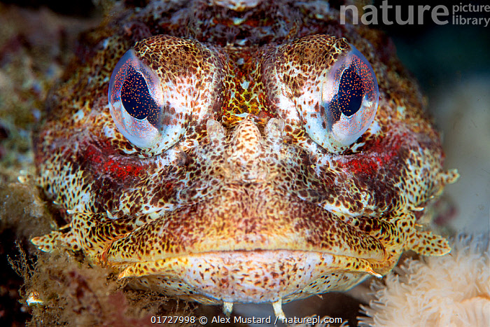 Stock photo of Red Irish lord (Hemilepidotus hemilepidotus) head ...