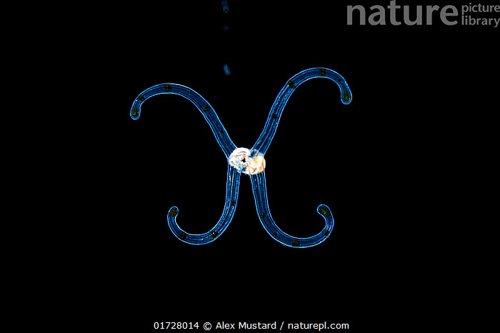 Stock photo of A planktonic veliger larva of an unidentied mollusc ...