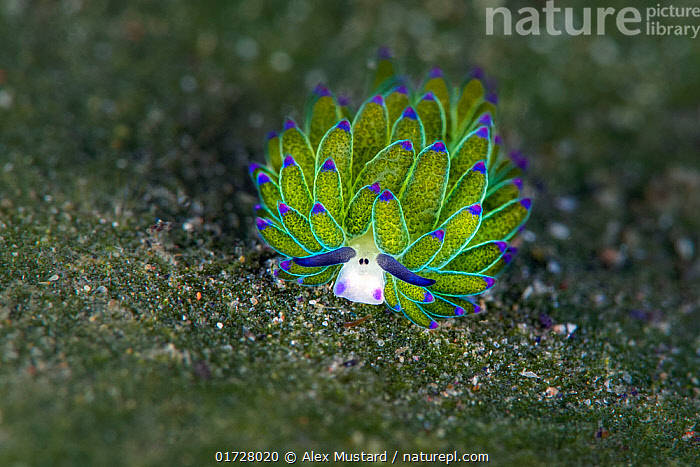 Stock photo of Sap-sucking slug / Shaun the sheep slug (Costasiella ...