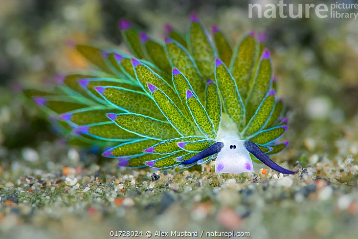 Stock photo of Sap-sucking slug / Shaun the sheep slug (Costasiella ...