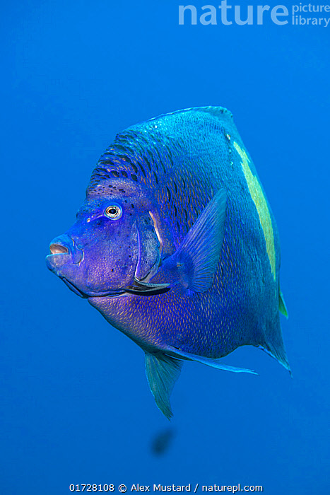 Stock photo of Yellowbar angelfish (Pomacanthus maculosus) in open ...
