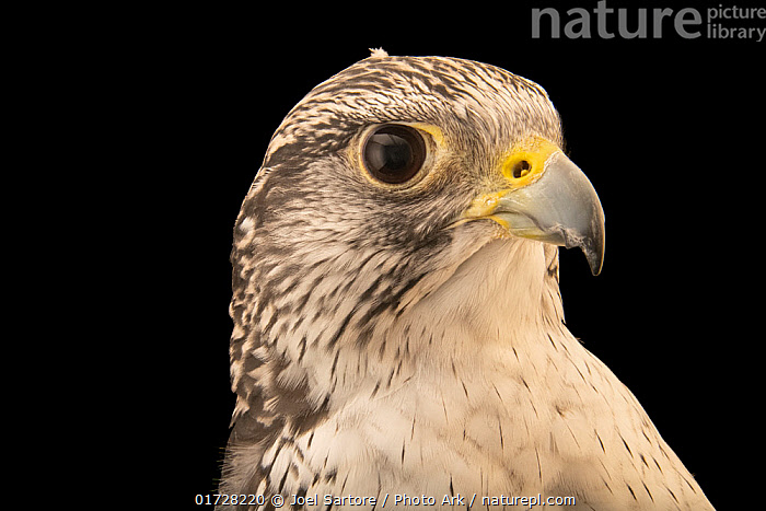 Stock photo of Iceland gyrfalcon (Falco rusticolus islandus) head ...