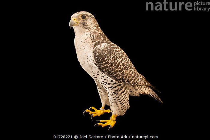 Stock photo of Iceland gyrfalcon (Falco rusticolus islandus) portrait ...
