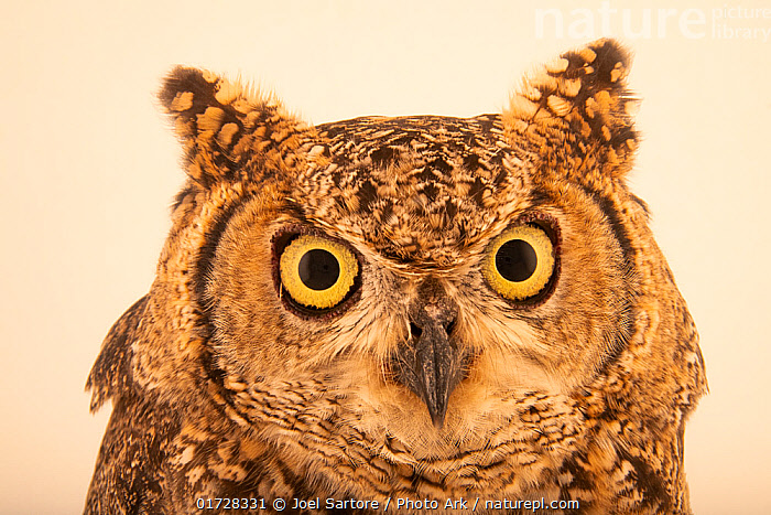 Stock photo of Arabian eagle-owl (Bubo milesi) female, head portrait ...