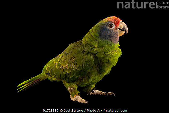 Stock photo of Red-tailed amazon (Amazona brasiliensis) portrait, Loro ...