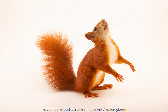 Stock photo of Eurasian red squirrel (Sciurus vulgaris leucourus ...